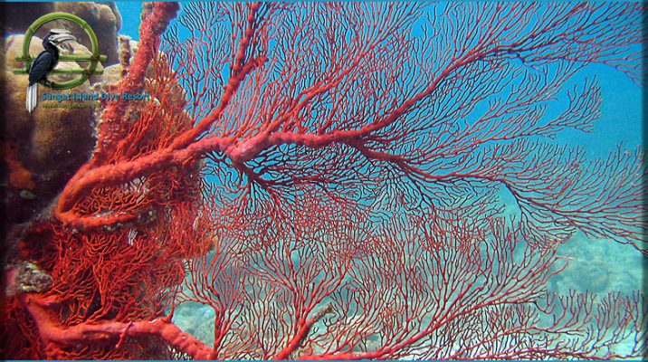 Reef Images and Video - Sangat